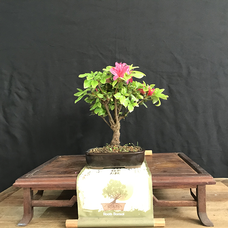 Bonsai Azaleia - Loja Roots Bonsai Brasil
