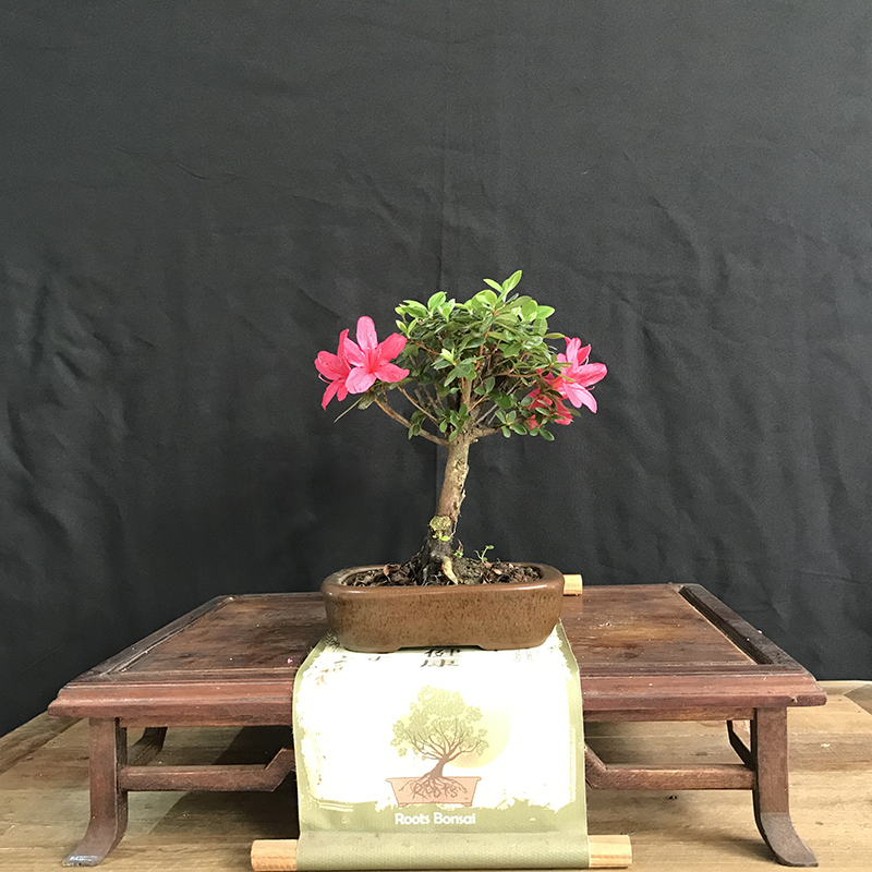 Bonsai Azaleia - Loja Roots Bonsai Brasil